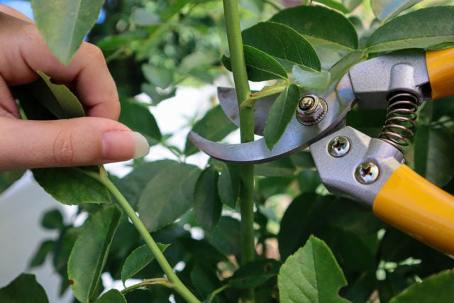How To Propagate Roses From Cuttings