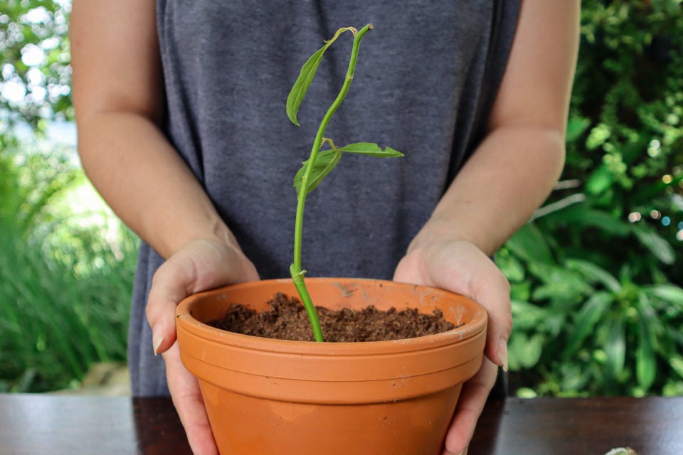 How To Propagate Roses From Cuttings