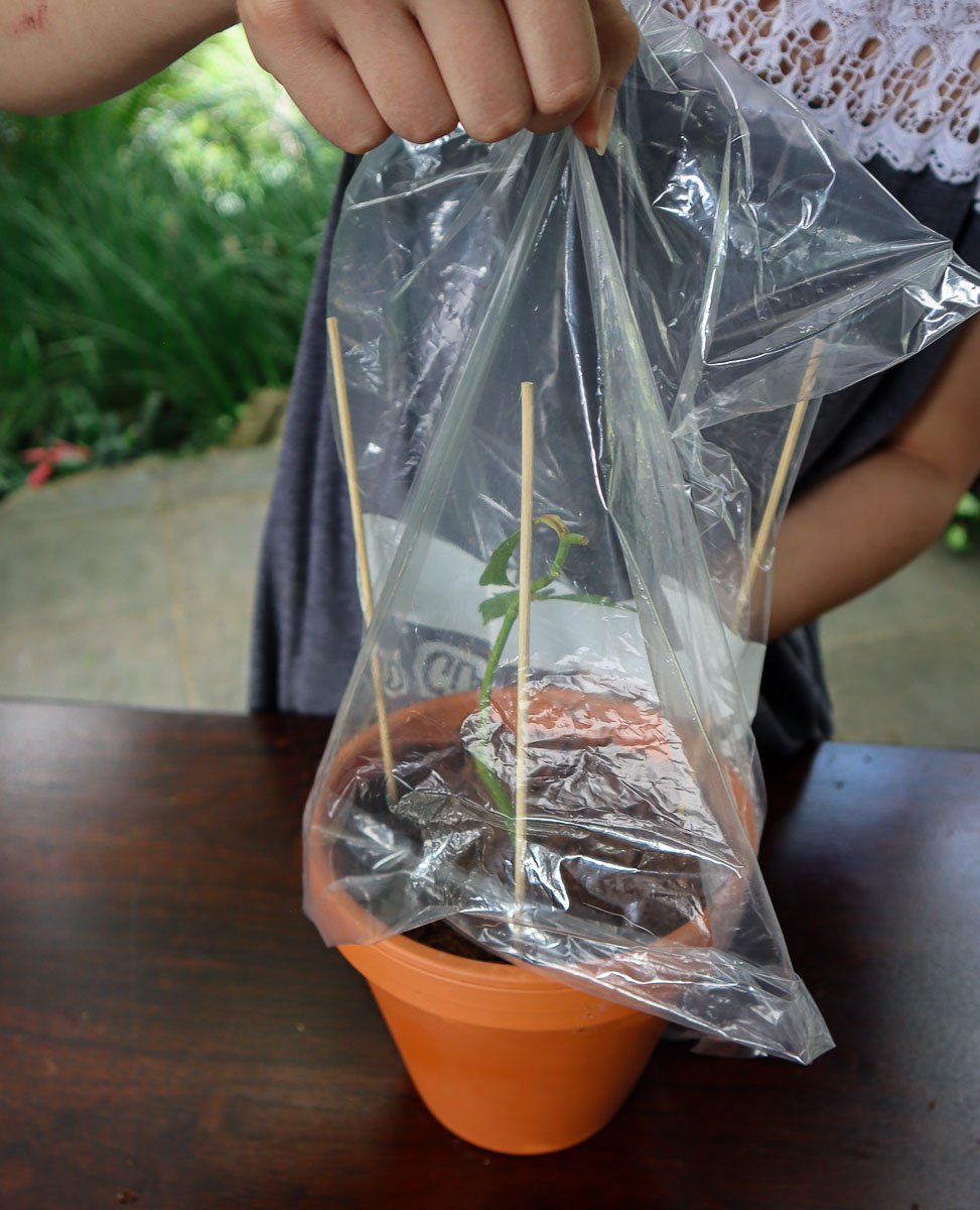 How To Propagate Roses From Cuttings - pyomn