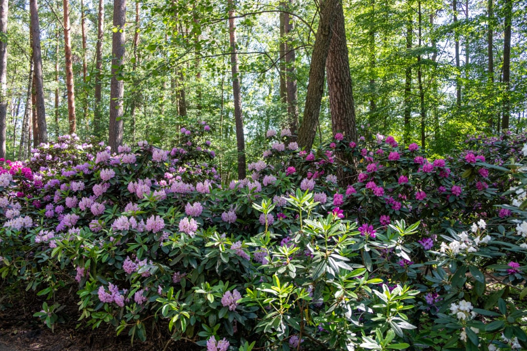13 Best Shrubs To Grow In Shade