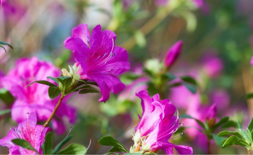 11 Hydrangea Companion Plants (& What Not To Plant With Them)