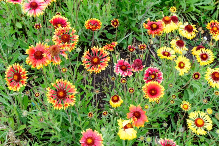 10 Best Perennials For Full Sun