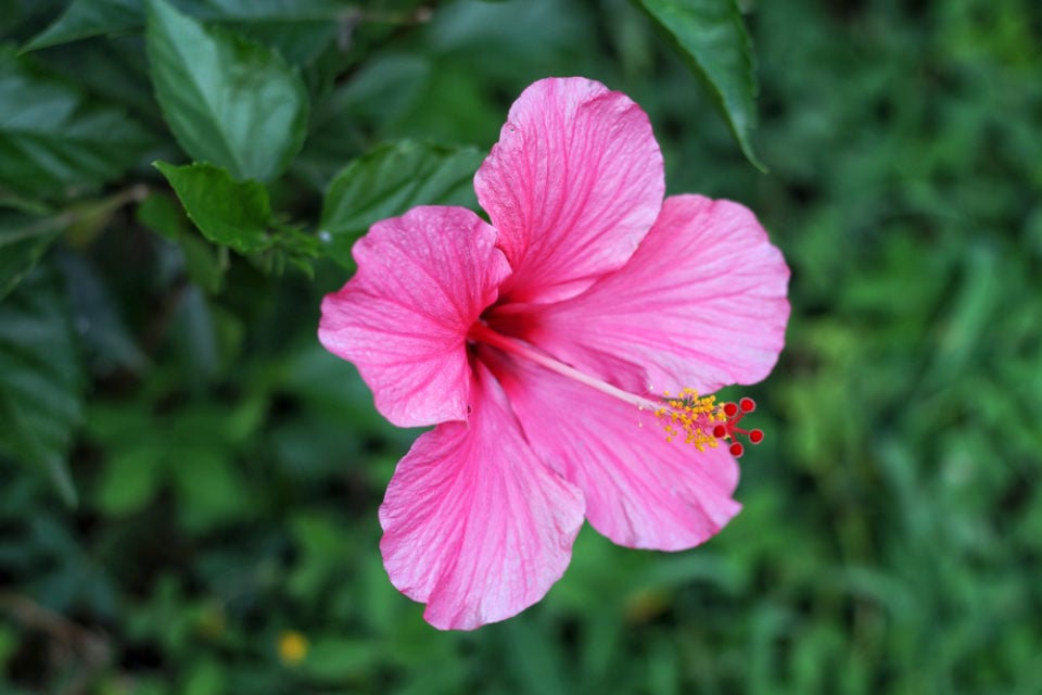 12 Long Blooming Plants That Flower All Summer & Beyond