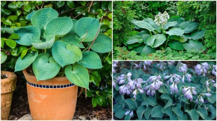 29 Best Hosta Varieties For Your Shade Garden