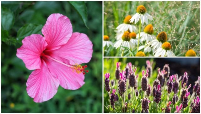 12 Long Blooming Plants That Flower All Summer & Beyond
