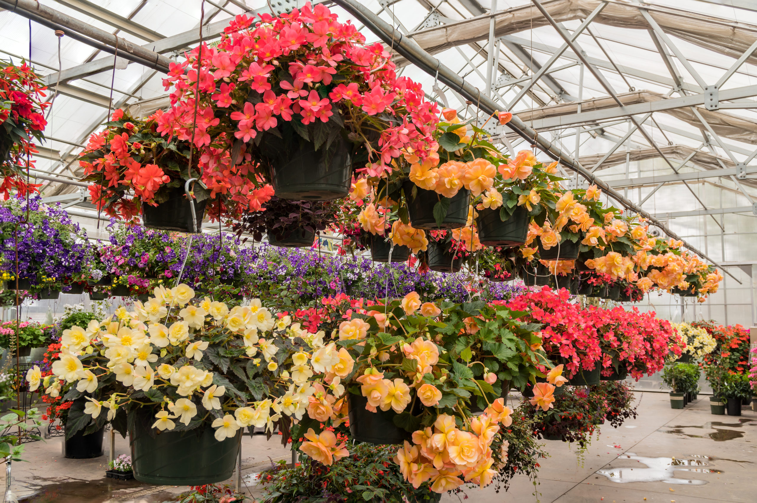 Best Shrubs To Grow In The Shade at Ava Howes blog