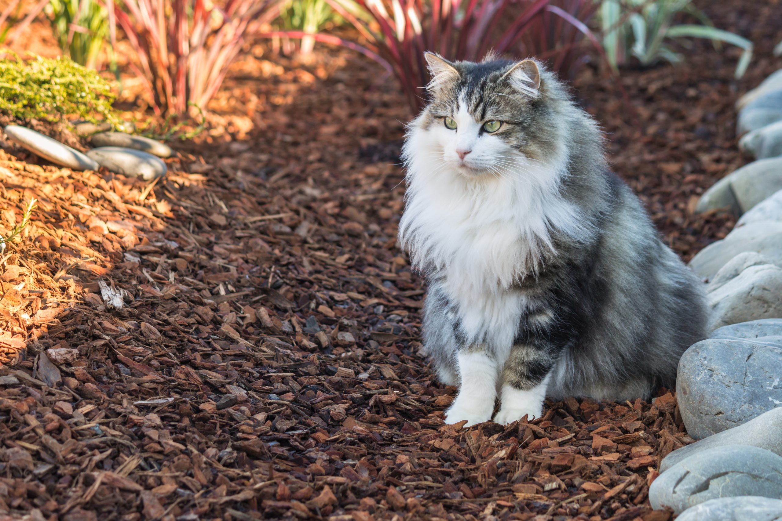 4 Friendly Ways To Keep Cats Out Of Flower Beds & The Vegetable Garden