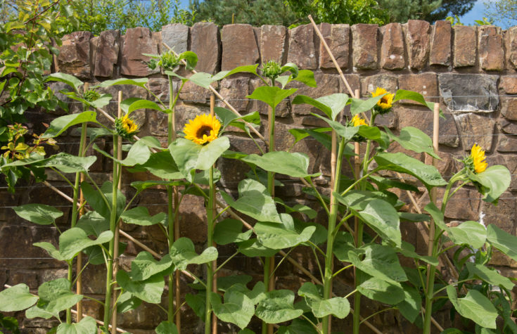 How to Grow Sunflowers: From Seed To Big Blooms