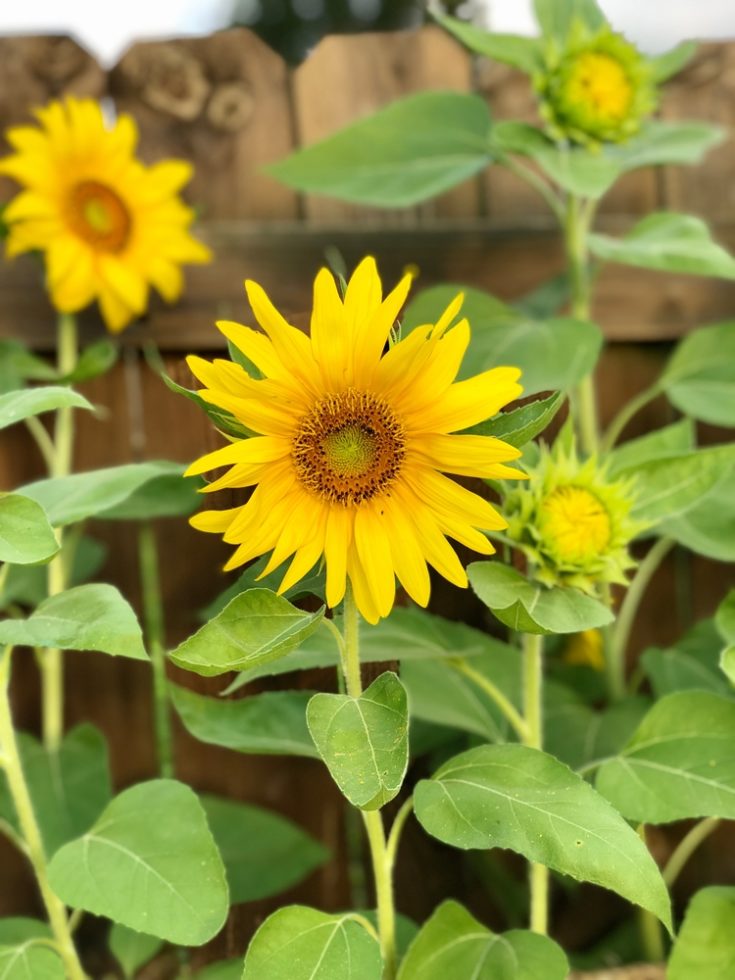 How to Grow Sunflowers: From Seed To Big Blooms