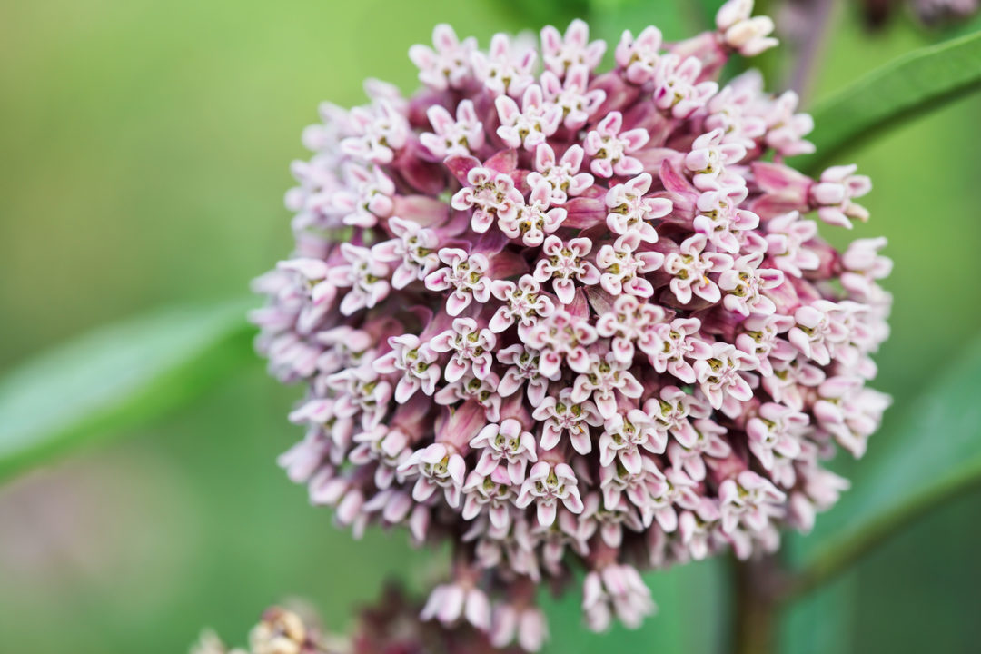 Is Milkweed Deer Resistant