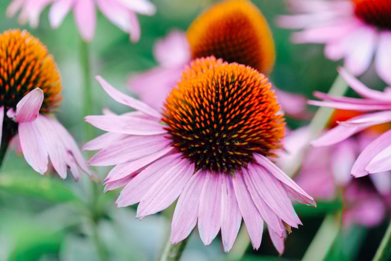 36 Deer Resistant Perennial Flowers (+ Deer Proofing Tips)