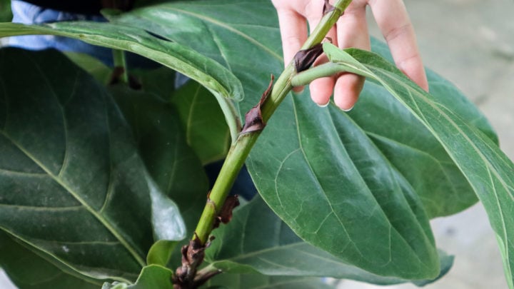 How To Propagate Fiddle Leaf Fig In Soil Or Water