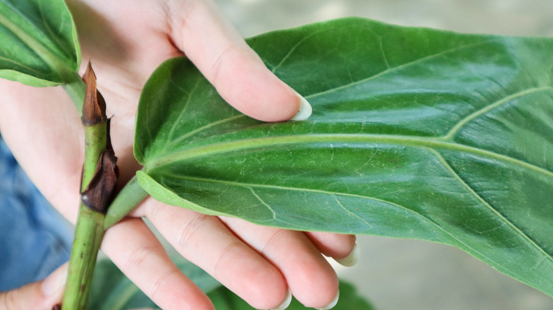 How To Propagate Fiddle Leaf Fig In Soil Or Water