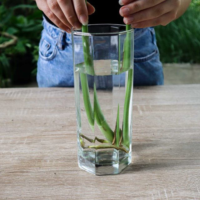 How To Grow Monstera In Water Long-Term