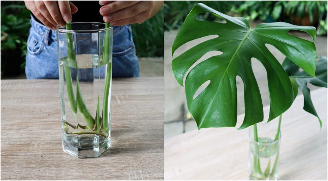 How To Propagate Monstera: 3 Different Ways