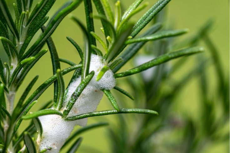 16 Reasons Why Your Rosemary Is Dying (& How To Fix It)