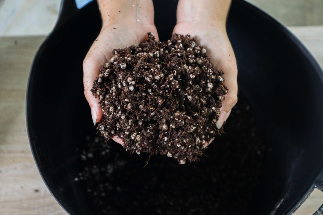 How To Propagate Rubber Plants From Cuttings