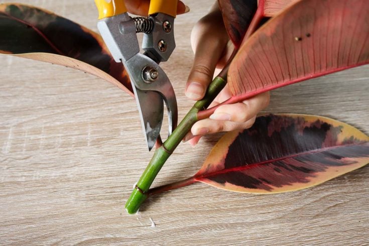 How To Propagate Rubber Plants From Cuttings