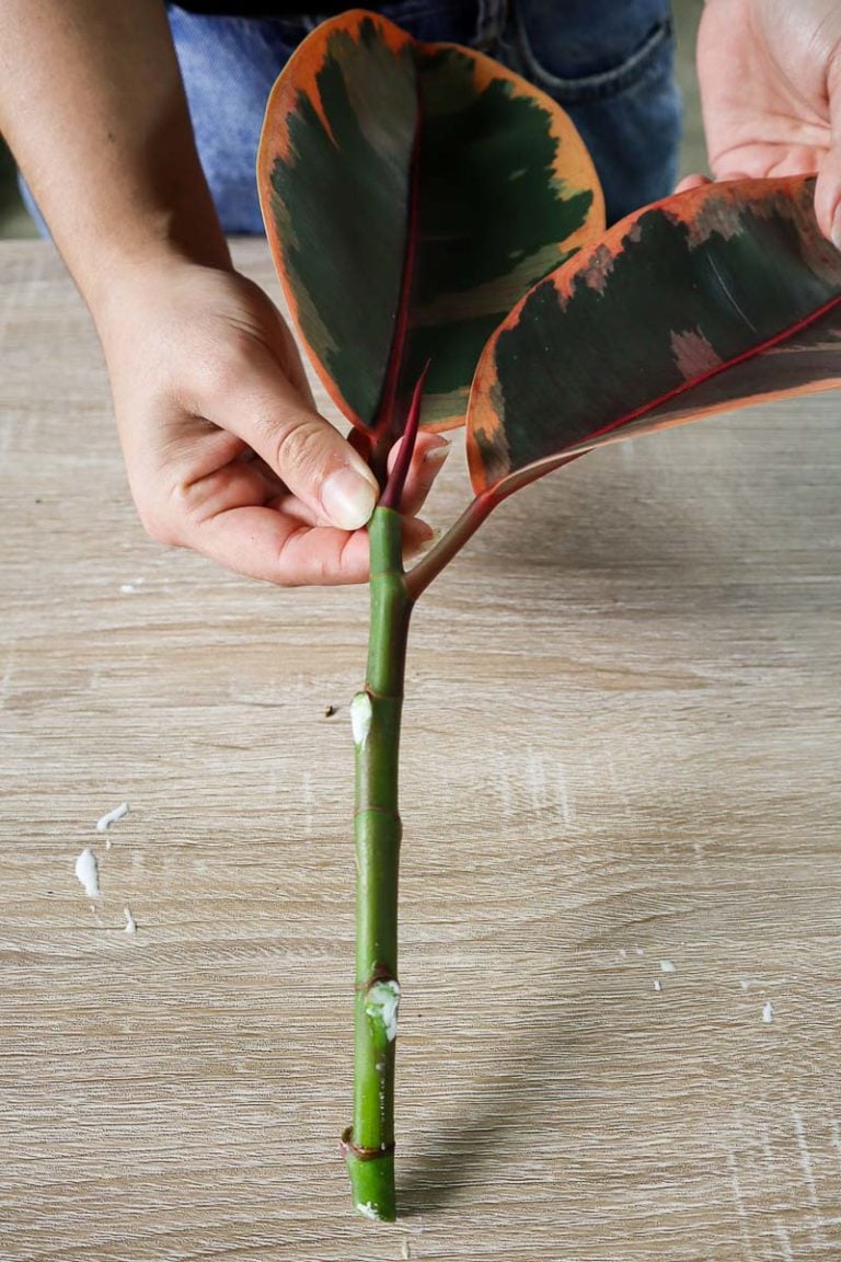 How To Propagate Rubber Plants From Cuttings