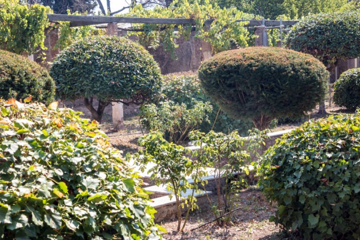 How To Care For A Lavender Tree (& Train Your Own)