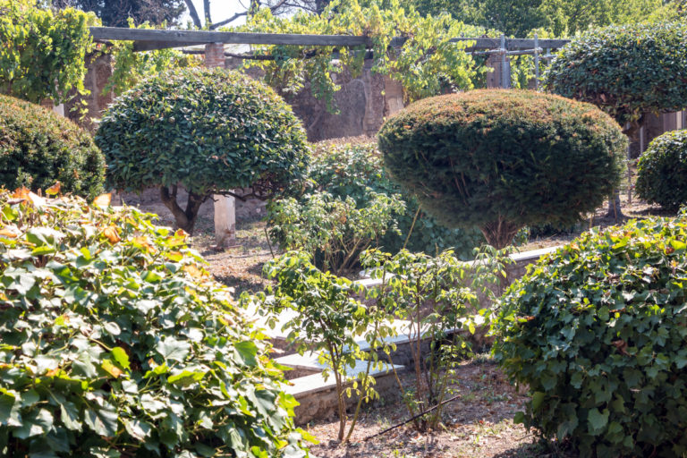 How To Care For A Lavender Tree (& Train Your Own)