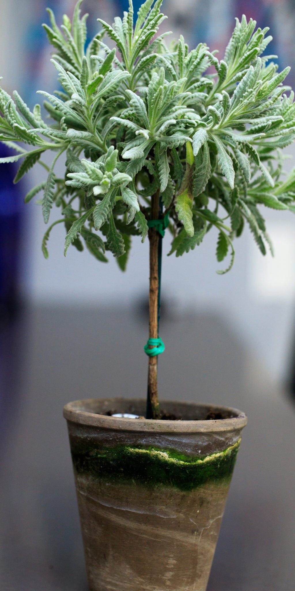 How To Care For A Lavender Tree (& Train Your Own)