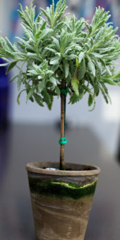 How To Care For A Lavender Tree (& Train Your Own)