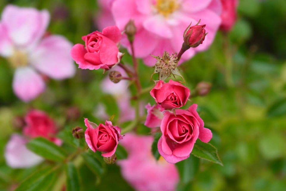 6 Secrets To Get More Blooms From Your Roses