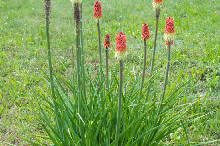 Red Hot Poker: How To Grow & Care For Torch Lilies