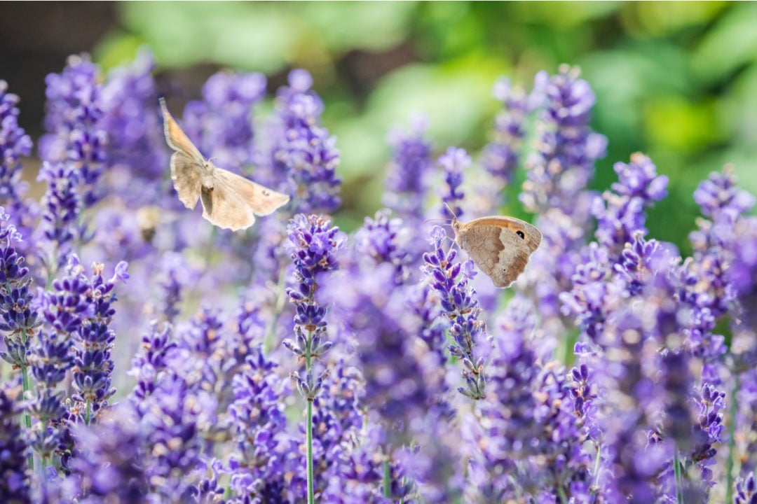 How To Care For A Lavender Tree (& Train Your Own)