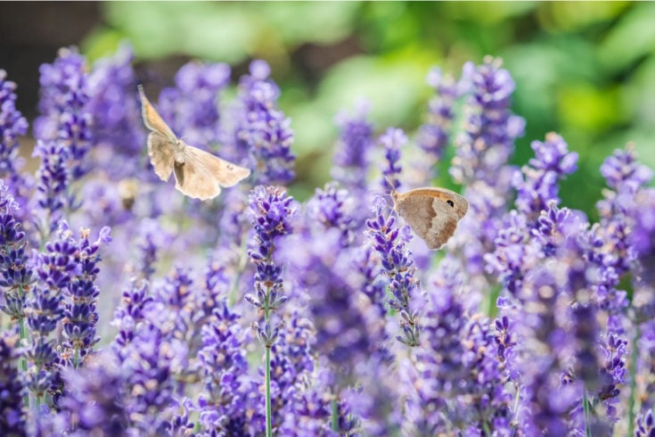 How To Care For A Lavender Tree (& Train Your Own)