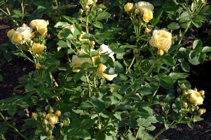 6 Secrets To Get More Blooms From Your Roses