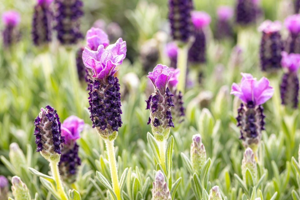 How To Care For A Lavender Tree (& Train Your Own)