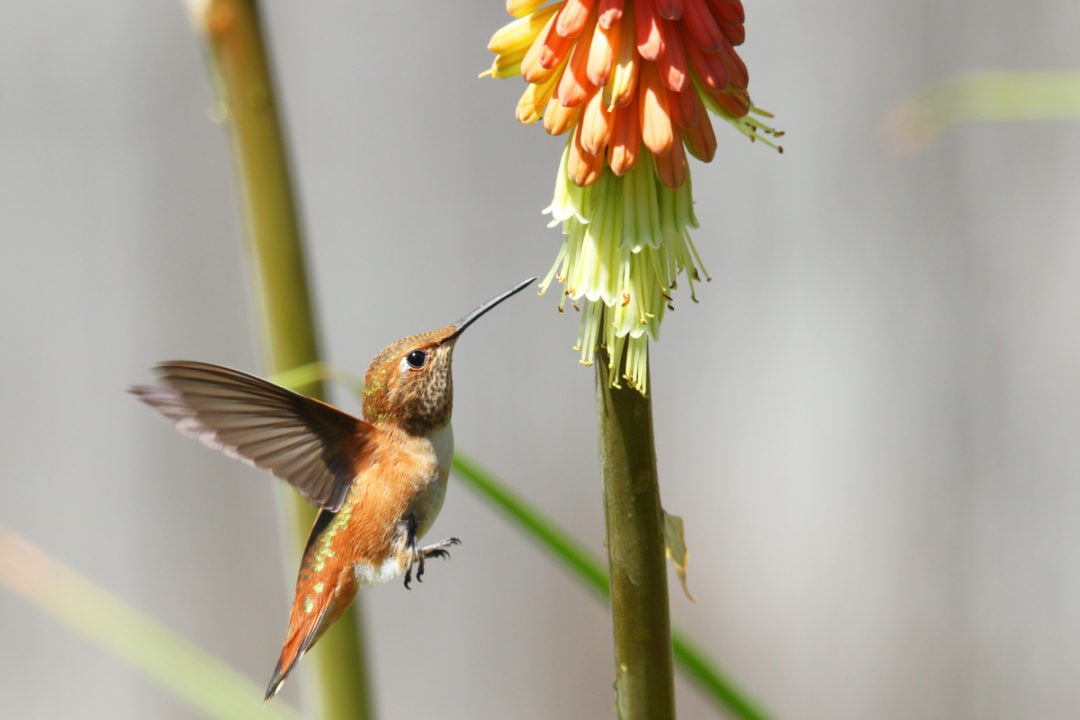 Red Hot Poker: How To Grow & Care For Torch Lilies