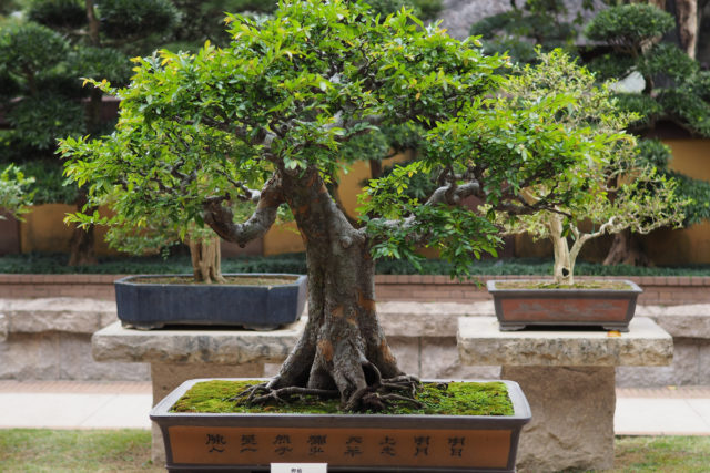 How To Care For A Lavender Tree (& Train Your Own)