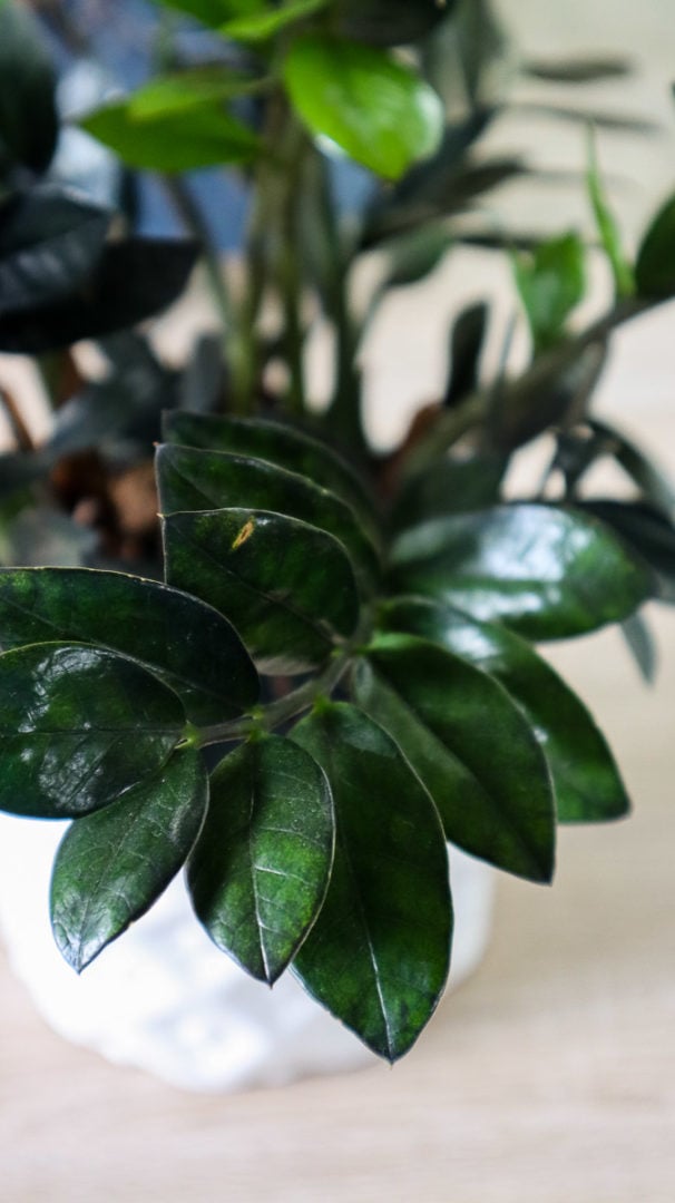 3 Ways To Propagate ZZ Plant (Step-by-Step)
