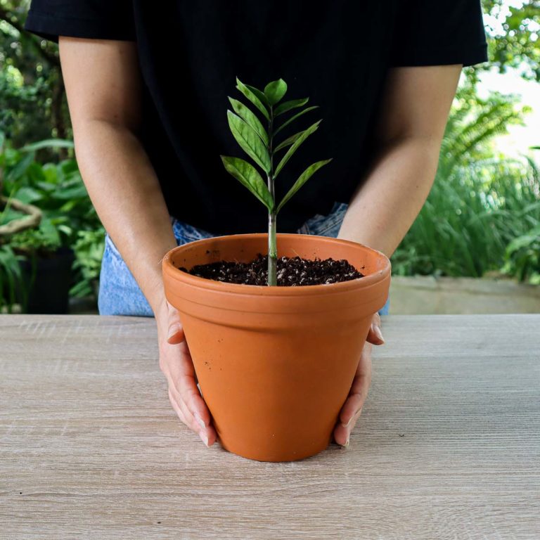 3 Ways To Propagate ZZ Plant (Step-by-Step)