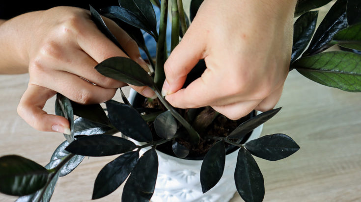 3 Ways To Propagate ZZ Plant (Step-by-Step)