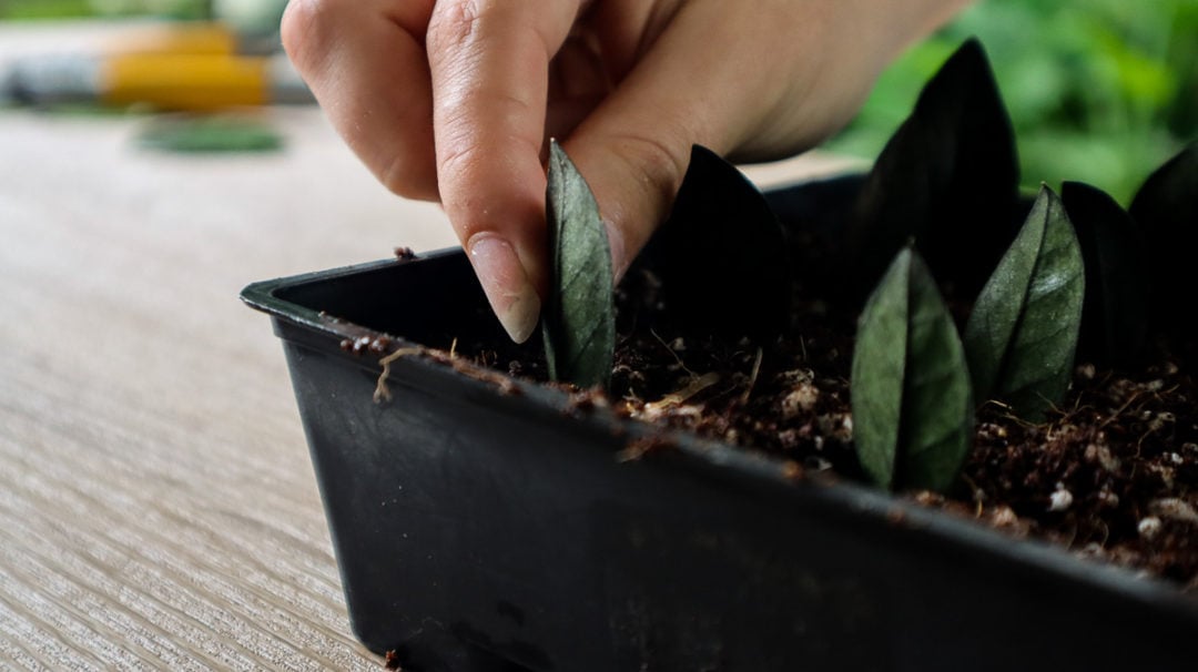 3 Ways To Propagate ZZ Plant (Step-by-Step)