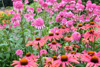 20 Reasons To Grow Echinacea + How To Do It