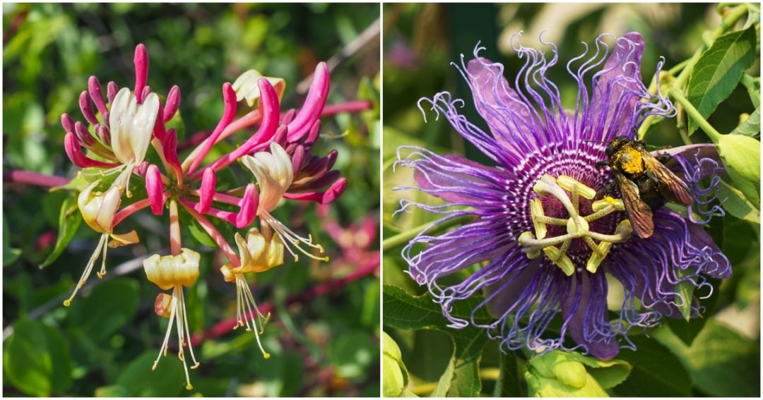 10 Climbing Vines That Bring All the Pollinators to the Yard