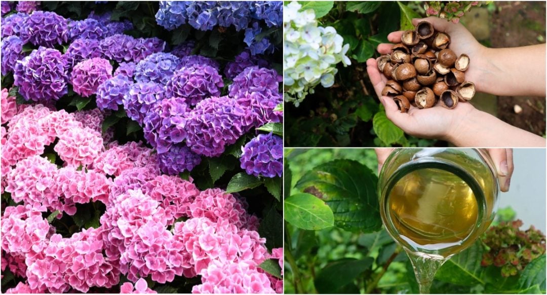 10 Secrets to Get More Blooms from Your Hydrangeas