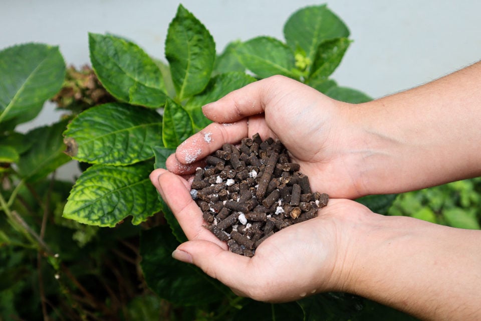 How To Fertilize Hydrangeas for Bigger & Better Blooms