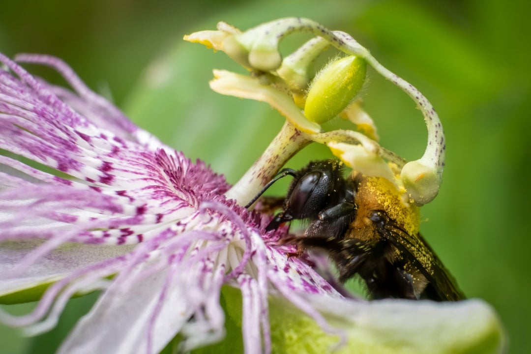 10 Climbing Vines That Bring All the Pollinators to the Yard
