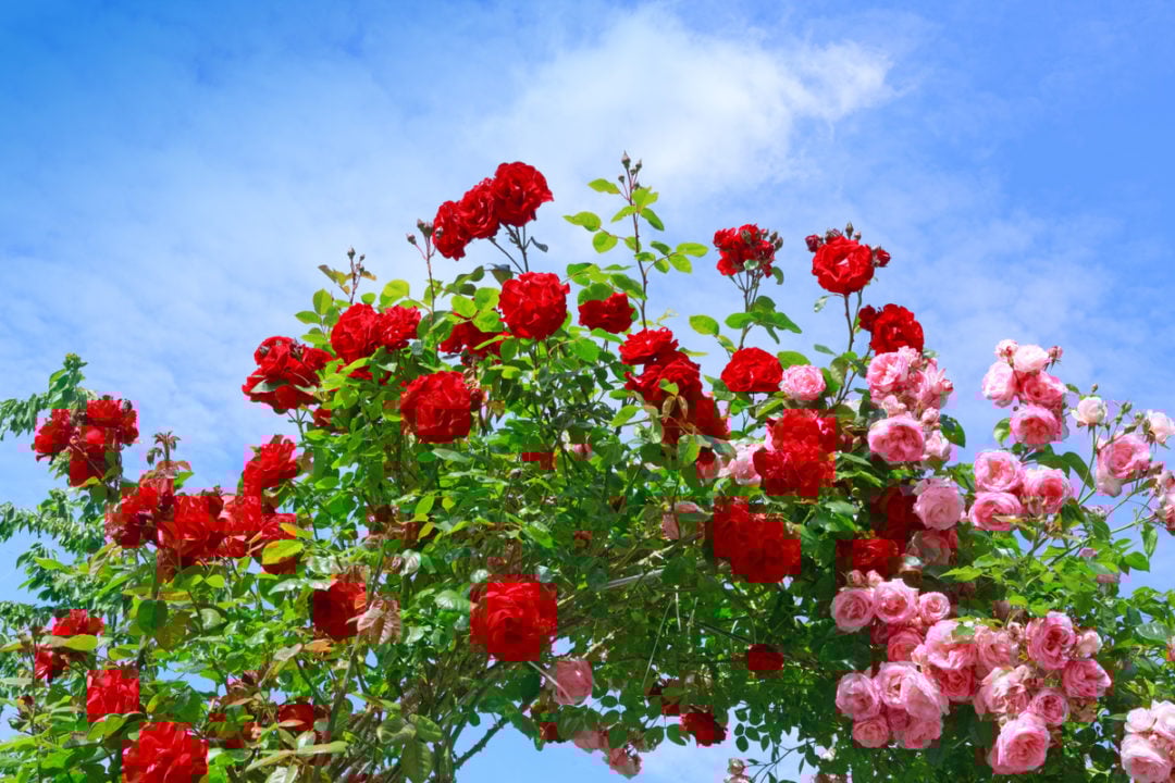 Spring Rose Care: 5 Essential Spring Jobs for Every Rose Grower