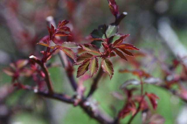 Spring Rose Care: 5 Essential Spring Jobs for Every Rose Grower