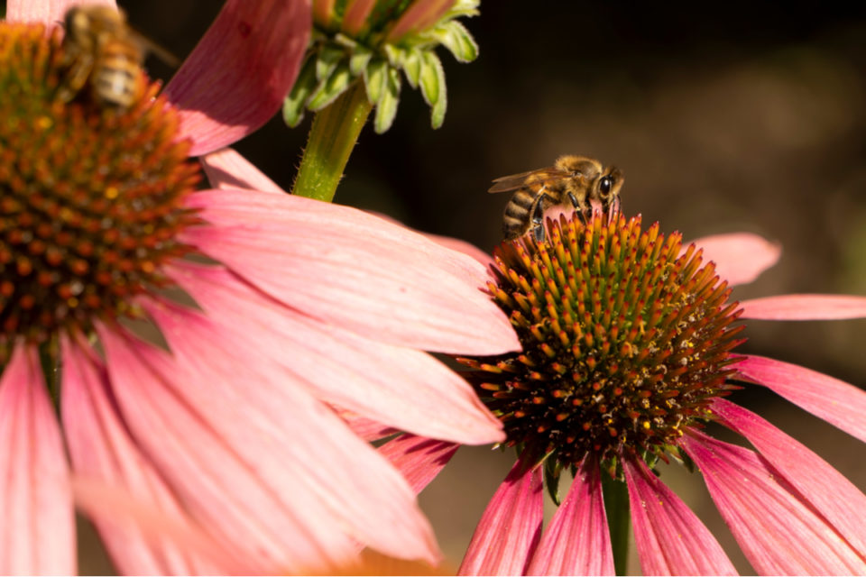 20 Reasons To Grow Echinacea + How To Do It