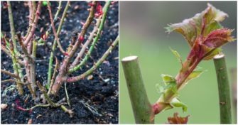 Spring Rose Care: 5 Essential Spring Jobs for Every Rose Grower