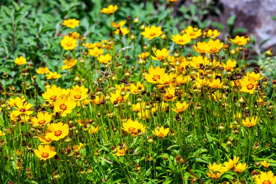 12 Yellow Perennial Flowers To Add Sunshine To Your Backyard