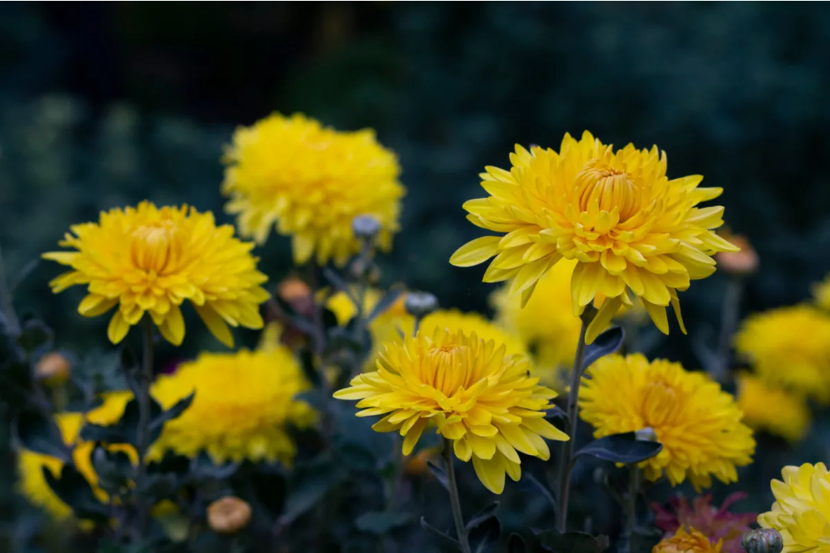 Yellow Perennial Plants